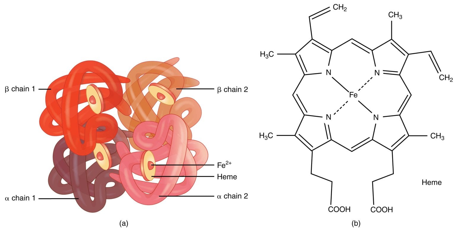 Haemoglobin and Gas Transport | Respiratory | MedStudentNotes