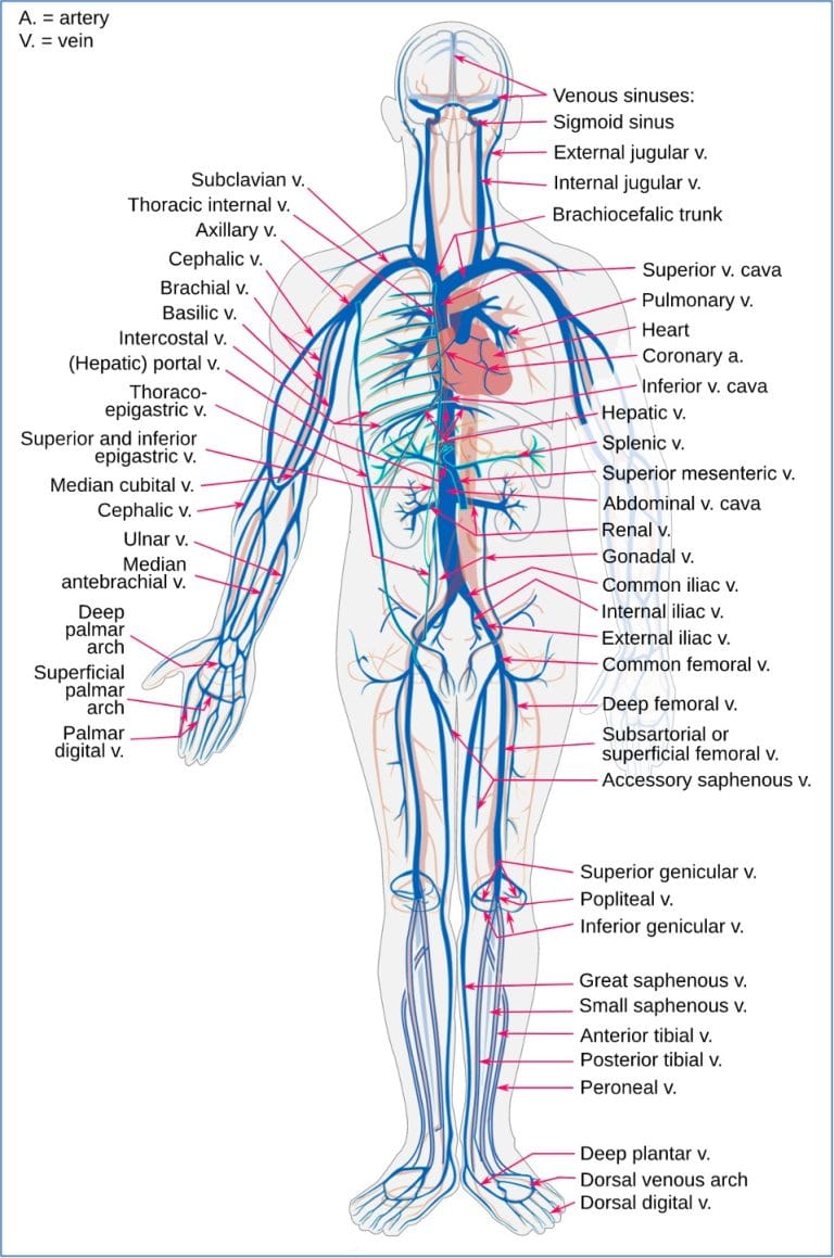 The Vascular System | Cardiovascular | MedStudentNotes