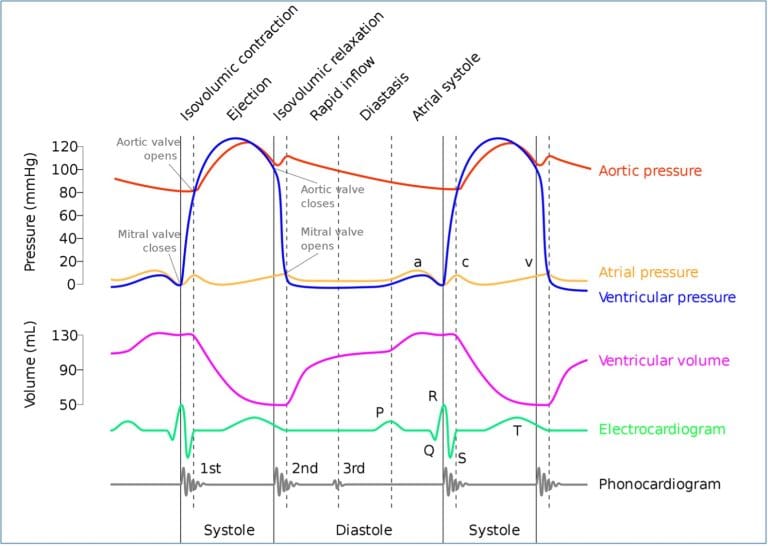 Cardiac Cycle Physiology | Cardiovascular | MedStudentNotes