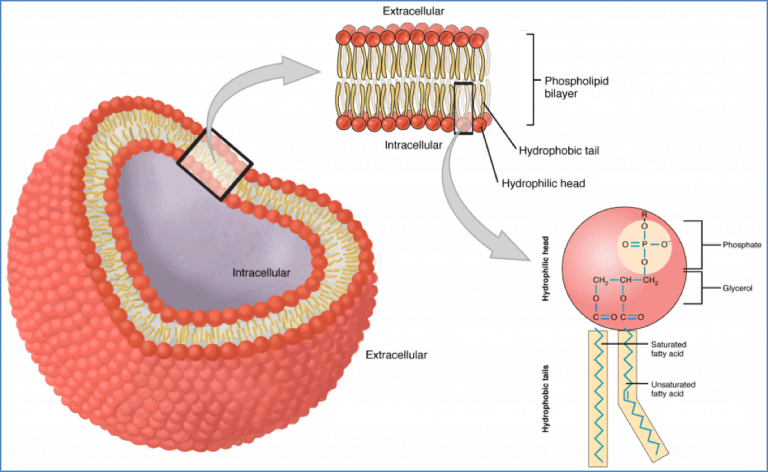 5 Levels of Organization | Cell Biology | MedStudentNotes