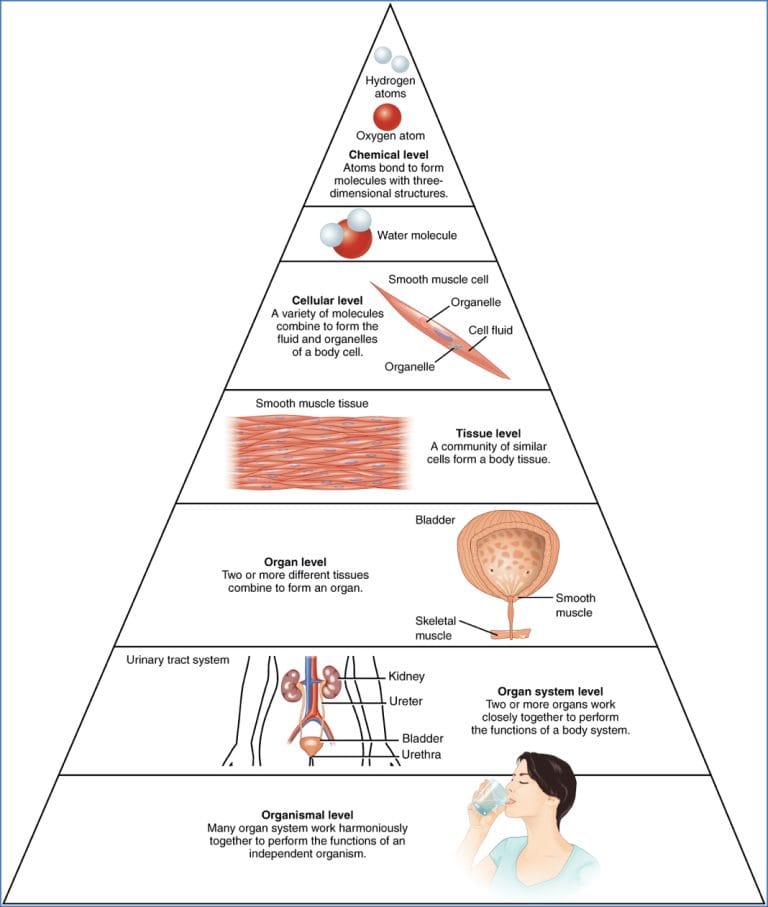 5 Levels of Organization | Cell Biology | MedStudentNotes