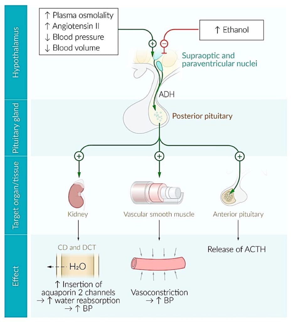 Pituitary Gland | Endocrine | MedStudentNotes