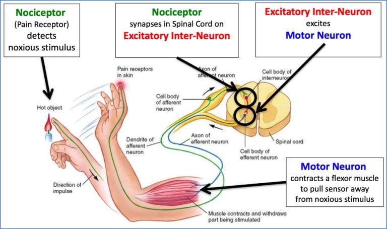 Muscle Reflexes | Musculoskeletal | MedStudentNotes