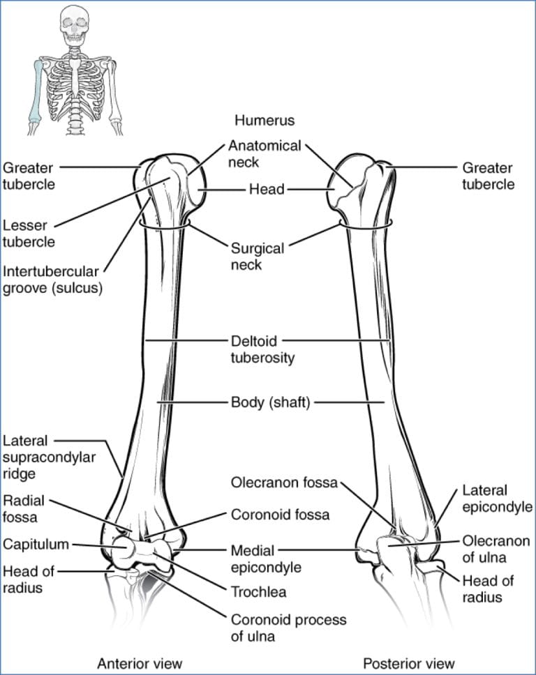 Upper Limb Bones | Musculoskeletal | MedStudentNotes