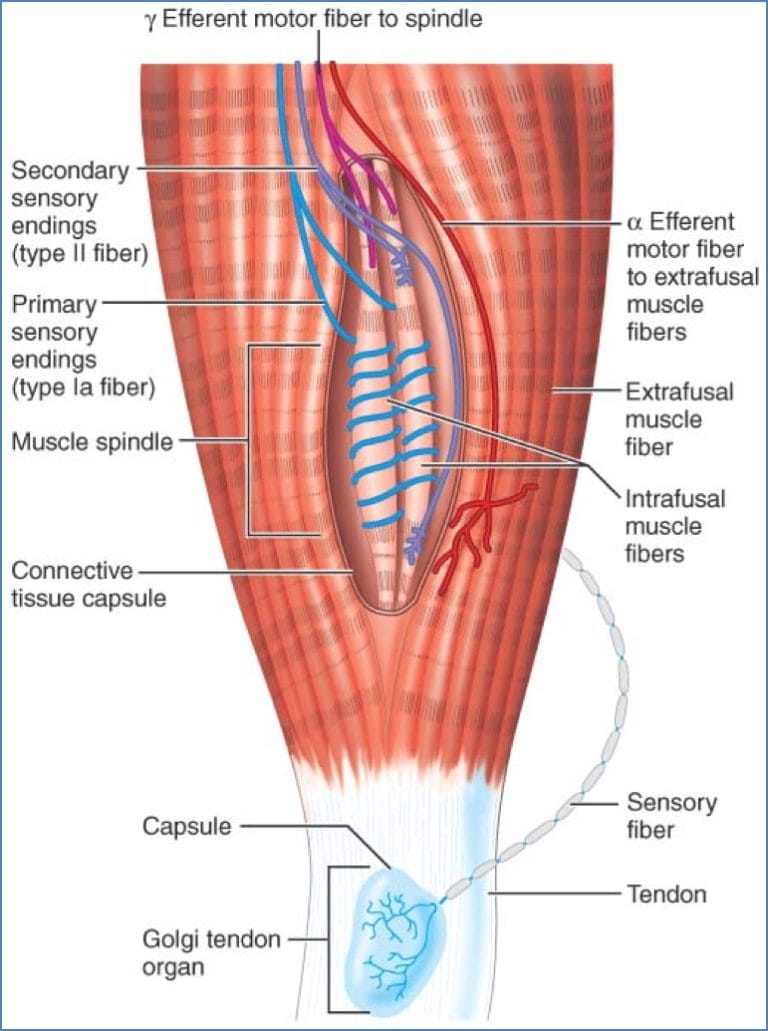 Muscle Reflexes | Musculoskeletal | MedStudentNotes