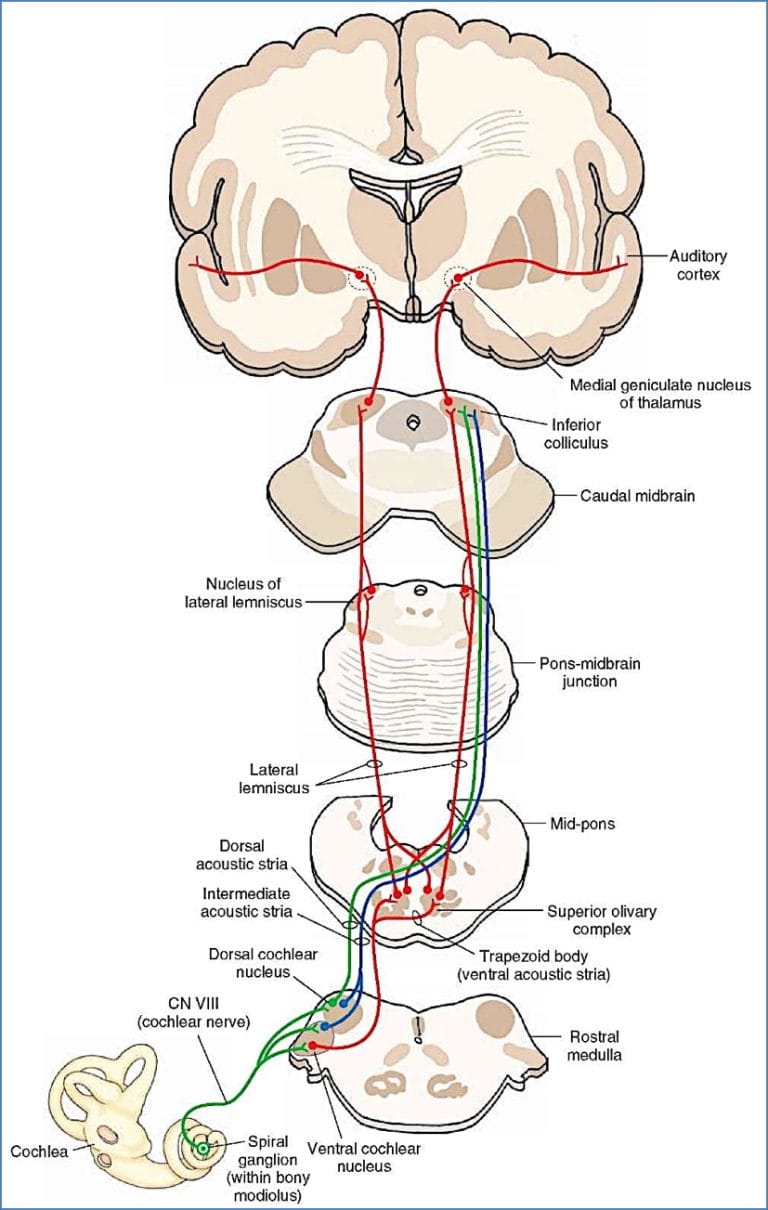Hearing and Equilibrium | Nervous System | MedStudentNotes
