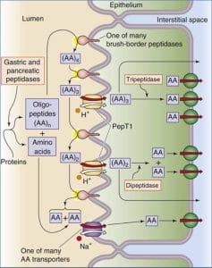 Gastrointestinal Absorption | Gastrointestinal | MedStudentNotes