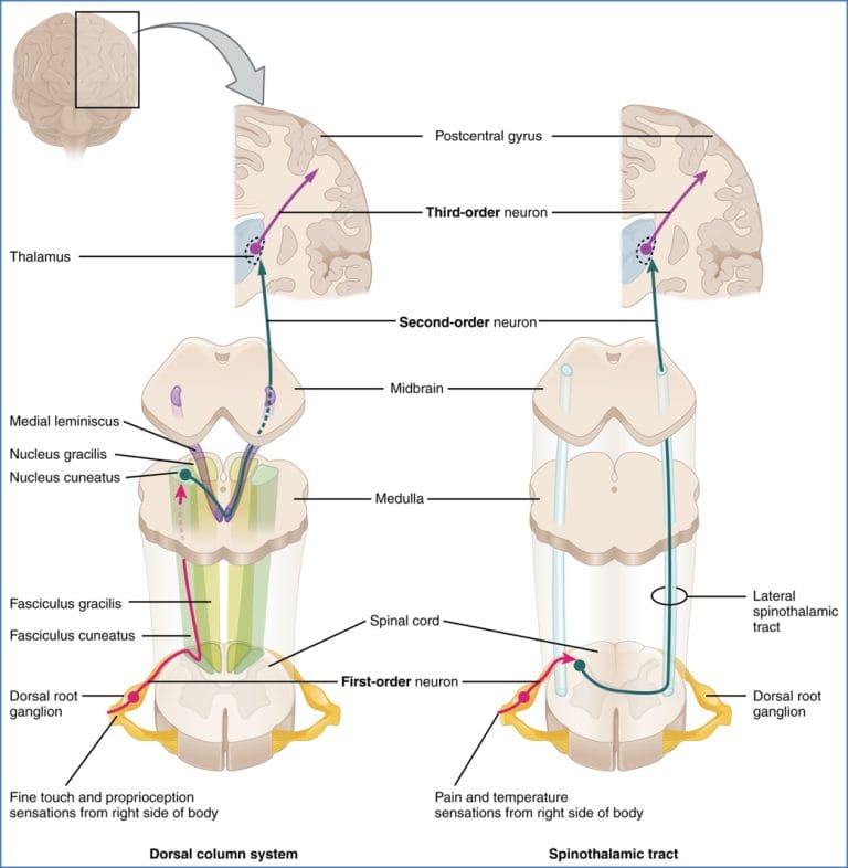 Somatosensory Pathways | Nervous System | MedStudentNotes