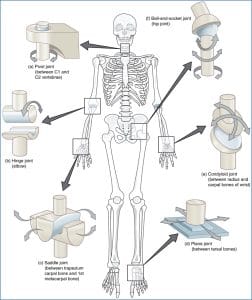 Joints | Musculoskeletal | MedStudentNotes