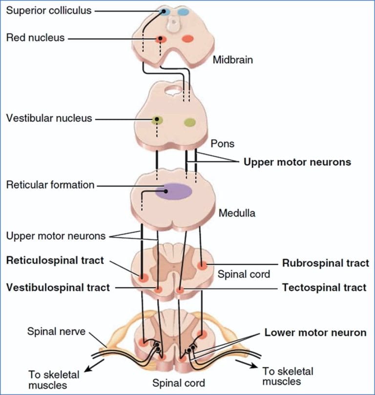 Motor Pathways | Nervous System | MedStudentNotes