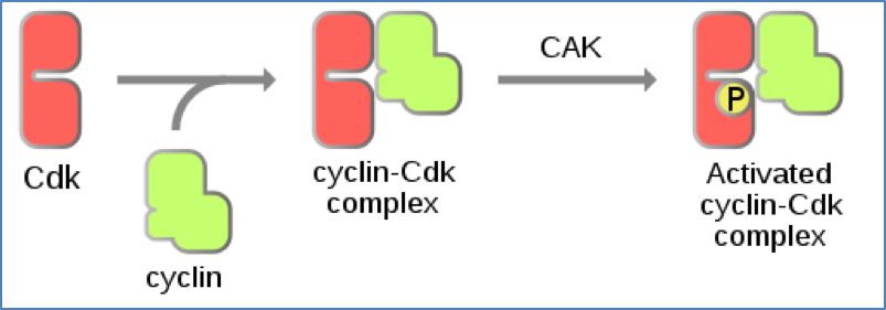 The Cell Cycle | Cell Biology & Biochemistry | MedStudentNotes