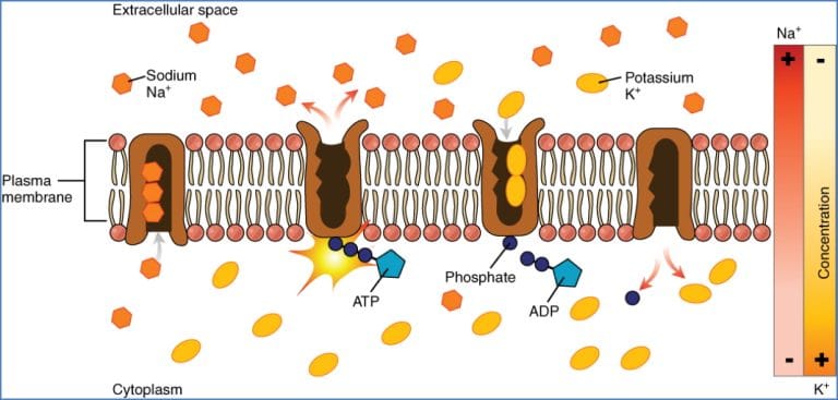 Excitable Tissues | Cell Biology & Biochemistry | MedStudentNotes