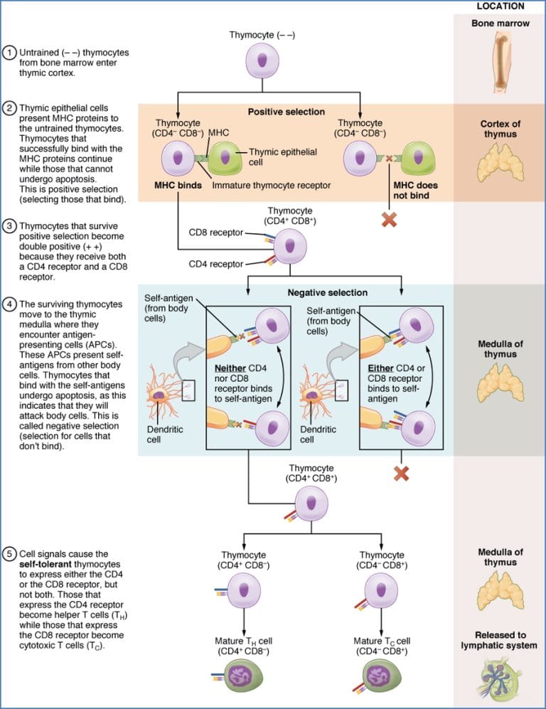 Immunological Tolerance | Immunology | MedStudentNotes