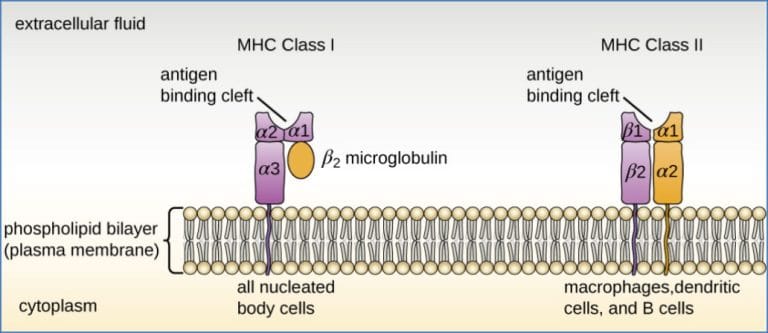 MHCs | Immune & Rheumatology | MedStudentNotes