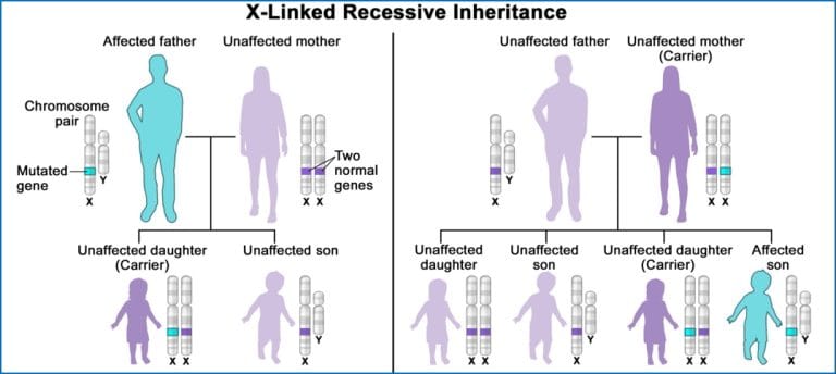 Sex-Linked Inheritance | Genetics & Cancer | MedStudentNotes